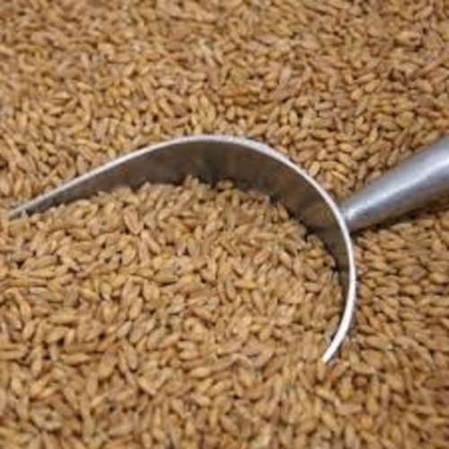 Organic Spelt Grain 1kg - NUTSANDSPICES